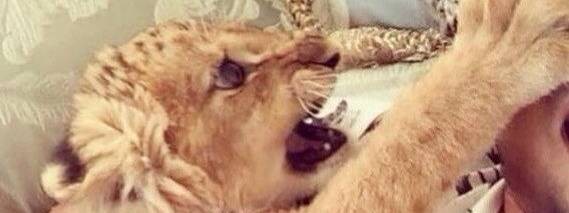 Комедия_Шоу