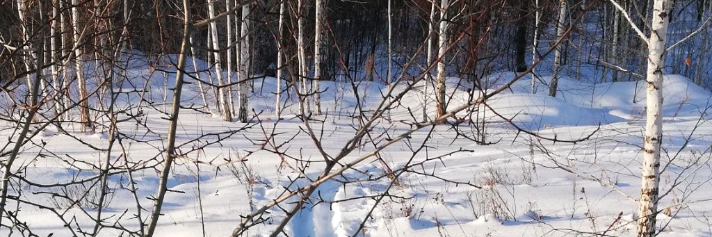 Дмитрий Пимонов