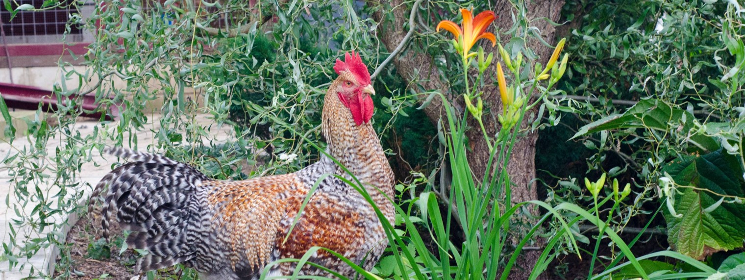 Лалина птица