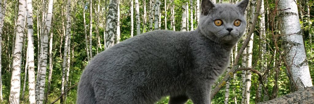 Британские кошки Тин Арден.