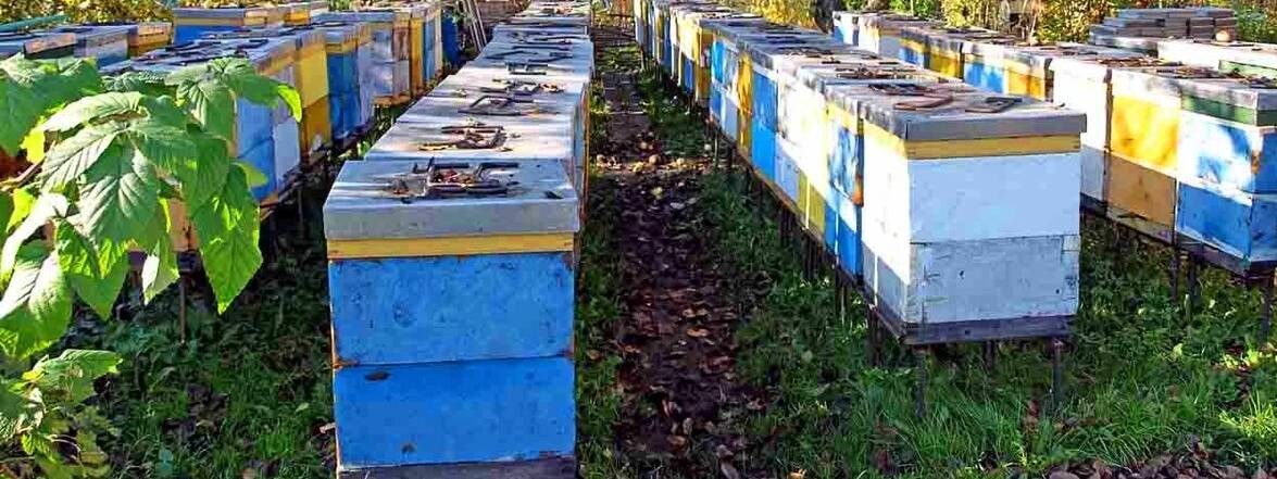 ПАСЕКА БАШКИРИИ