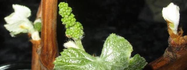 Готовим, отдыхаем и работаем с Мариной Волчек