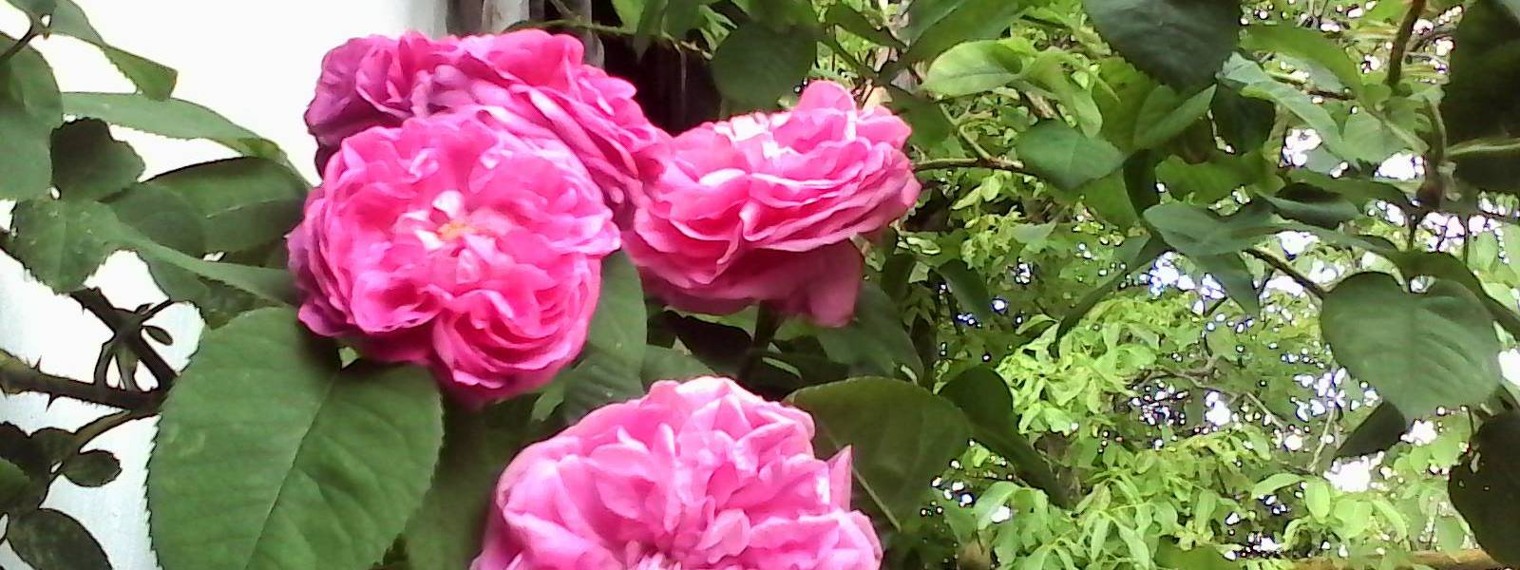 Эфиромасличная роза. Крым.