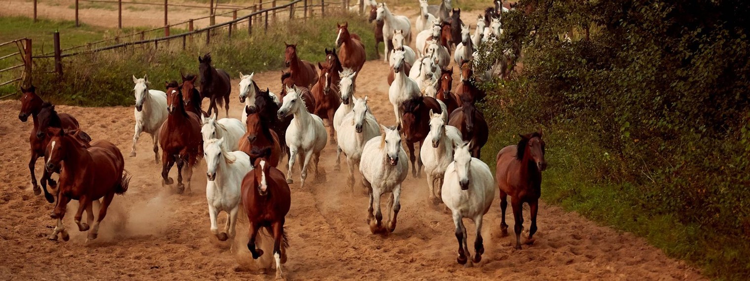 Московский конный завод №1