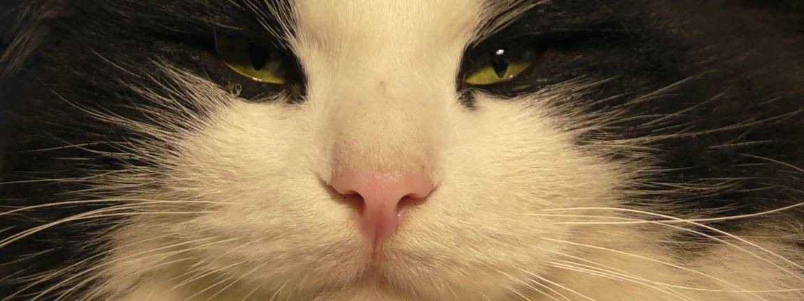 Сергей Рычков