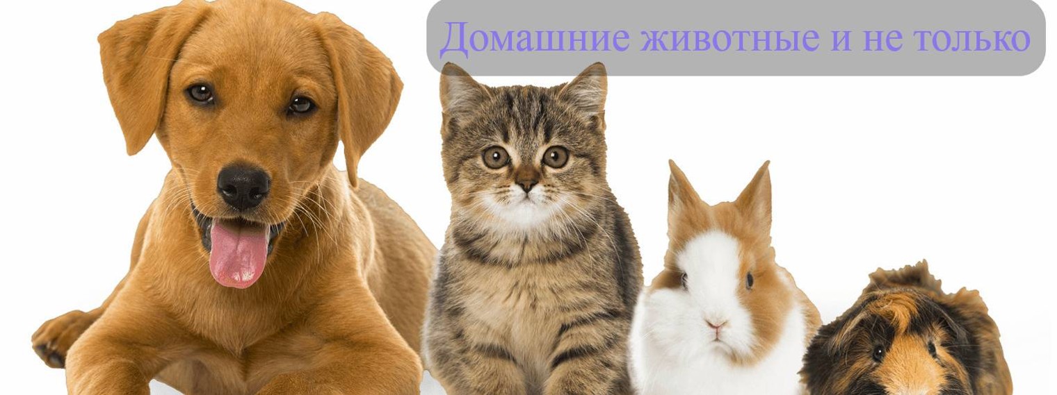 Домашние животные и не только