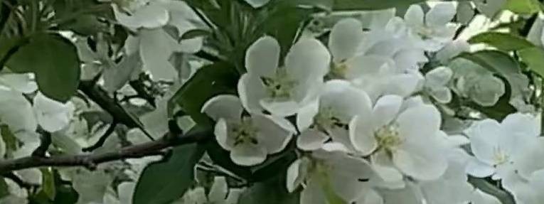 Vладимир КарбыШеф