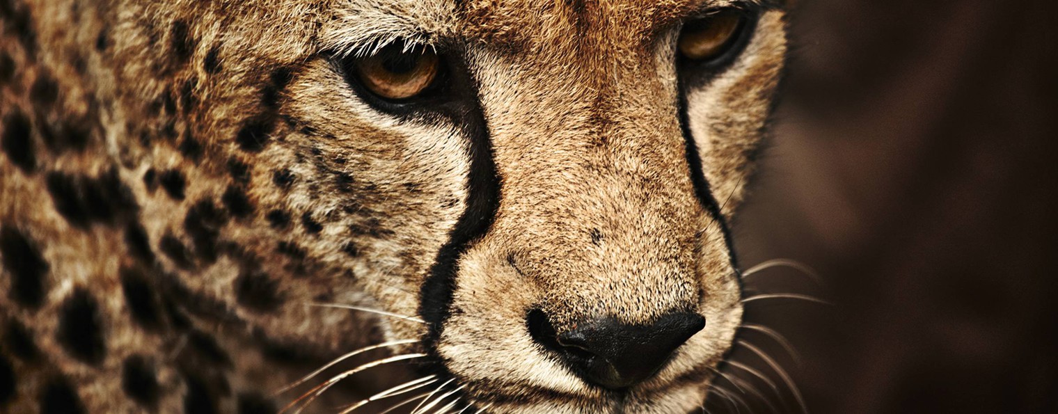 Полинка-витаминка