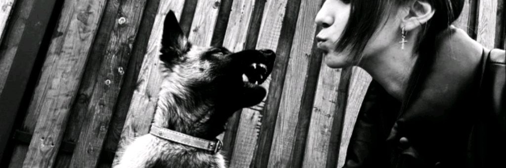 Бельгийская овчарка Малинуа