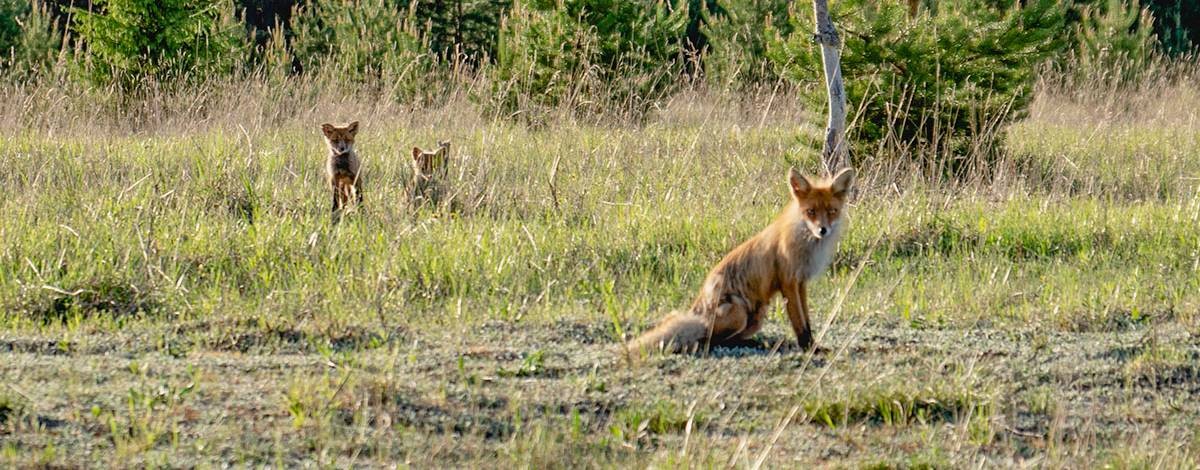 Нижне-Свирский заповедник