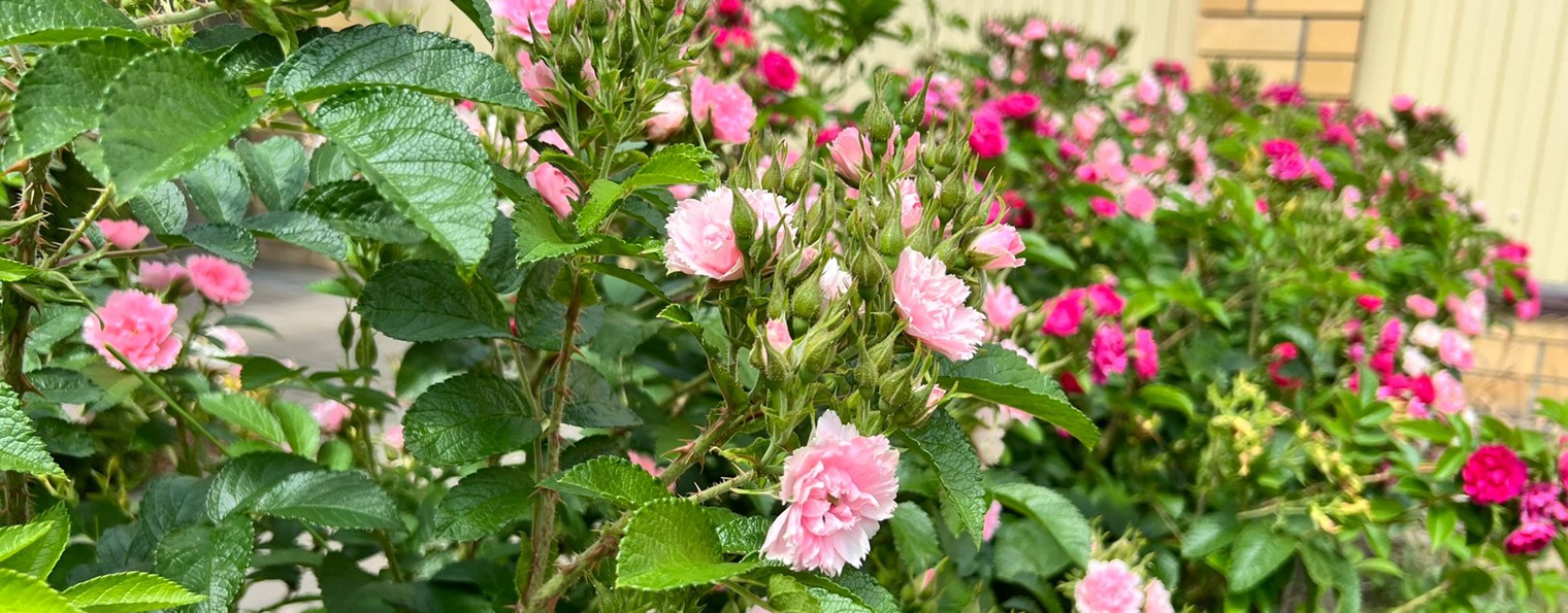 Сад в радость