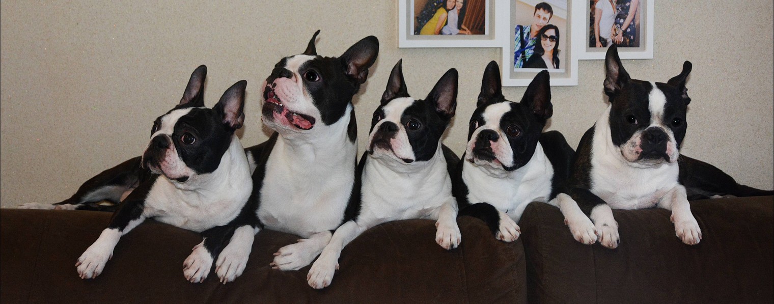 `БОН ФО ШОУ` - Бостон терьер