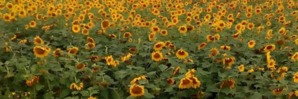 Сибирская рыбачка 54RUS