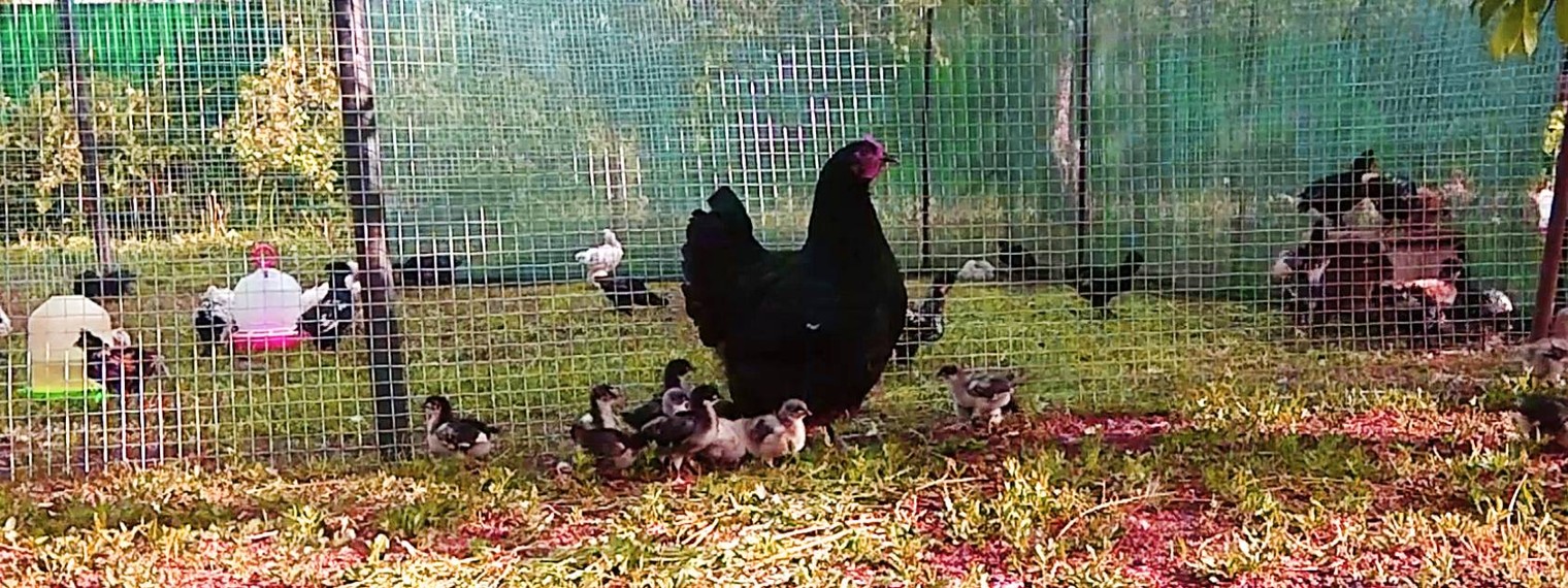 МОЯ ДОМАШНЯЯ ФЕРМА