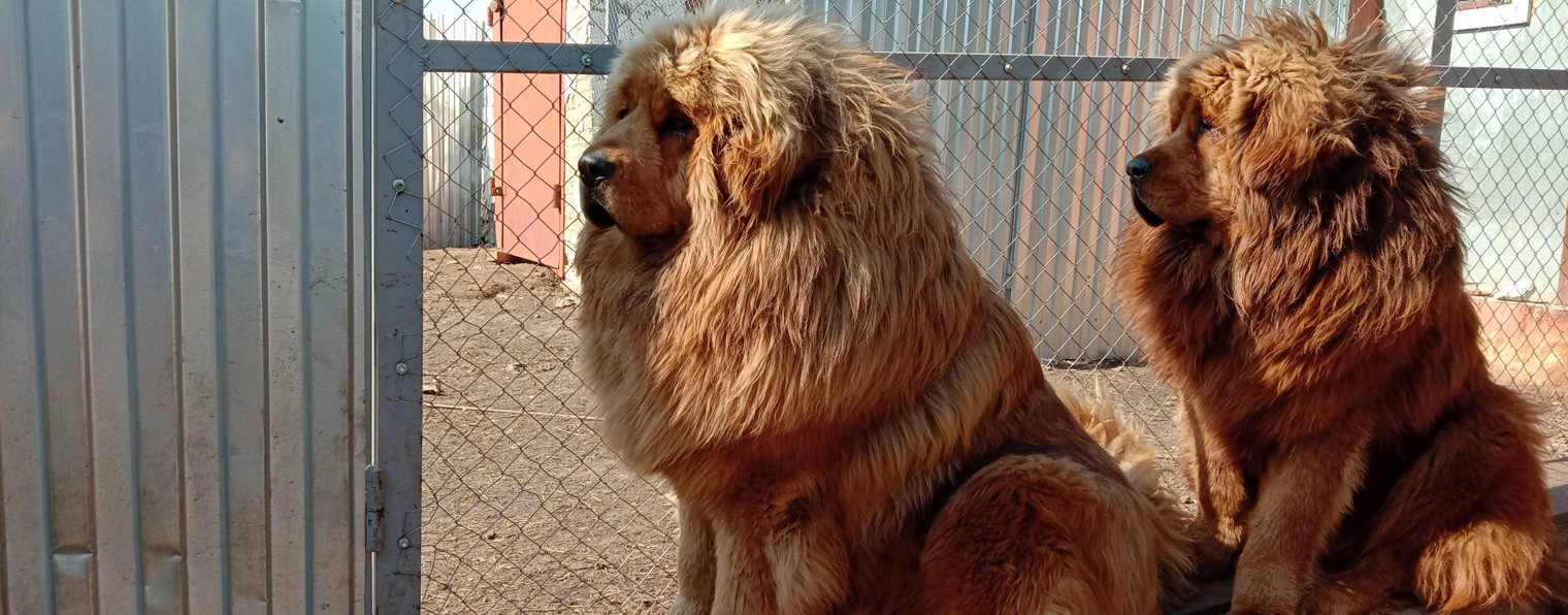 Тибетский мастиф наша большая семья