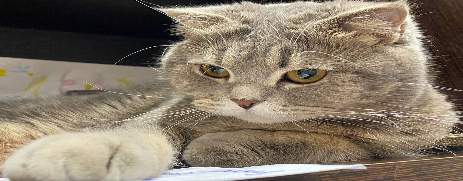 Кот Пуша и кошка Нюша