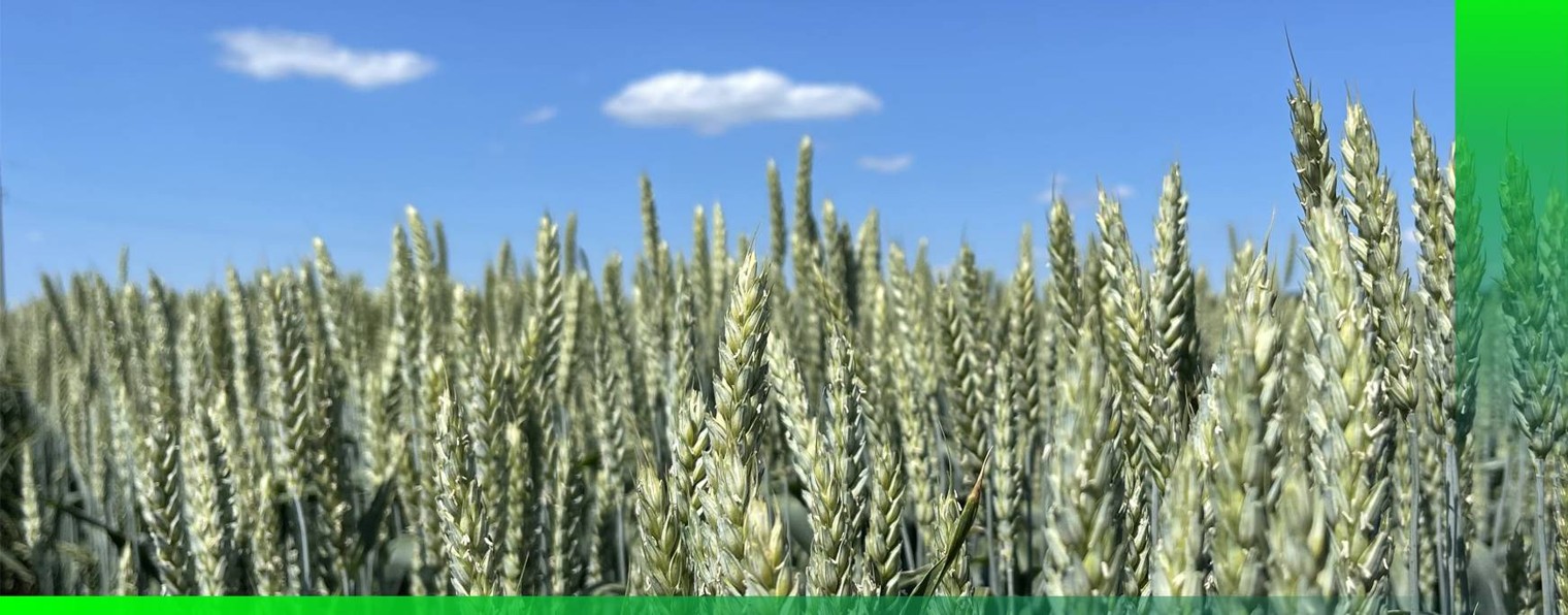 UniferX | Питание растений