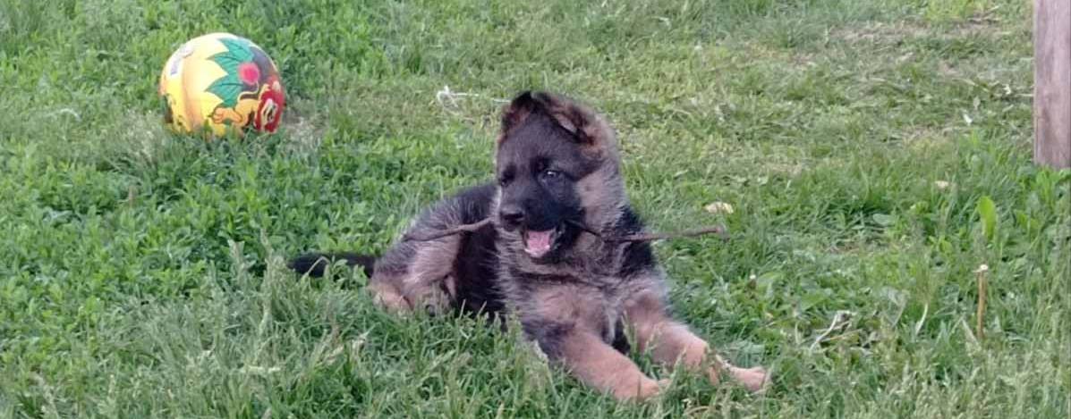 Альма и Фрося