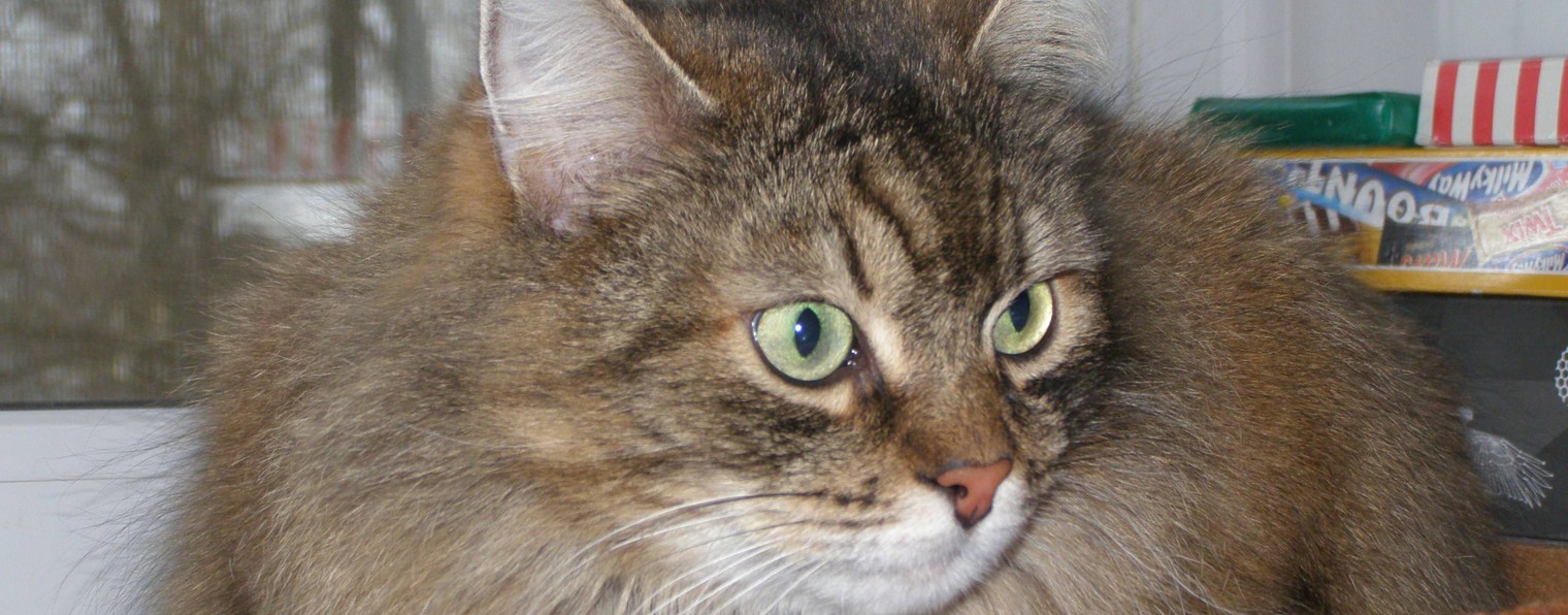КОТИКИ