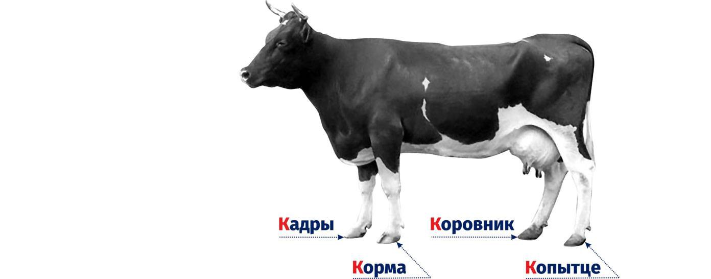 НАЦИОНАЛЬНЫЙ СОЮЗ ОБРАБОТЧИКОВ КОПЫТ