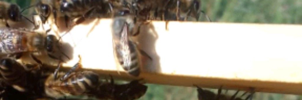 Пчеловодство как хобби