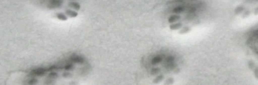 𝐖𝐈𝟐—(𝐮𝐧).