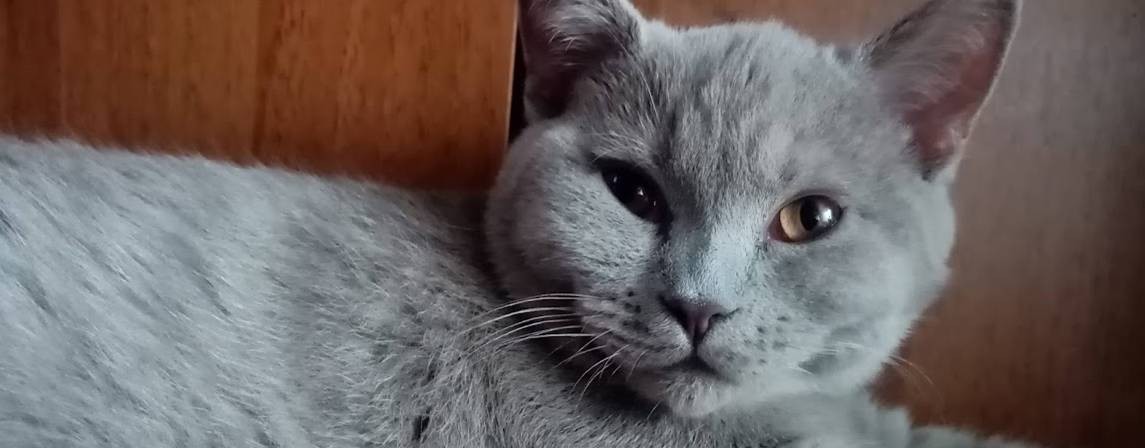 ТВ Молочное. Вологда