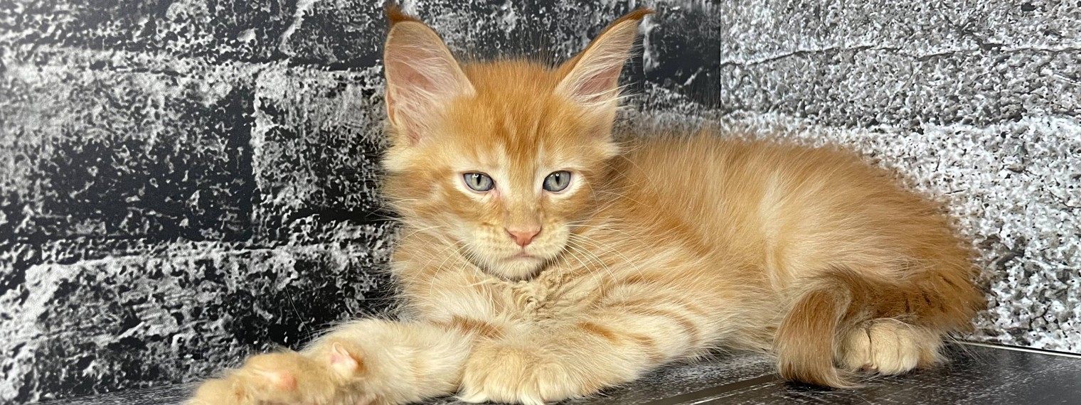 Питомник мейн-кунов INSENDIO