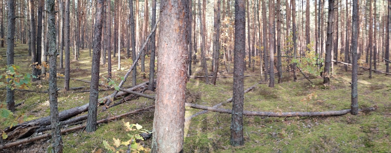 Сергей Московский