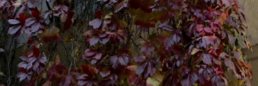 маймунчик #клубничка 🍓