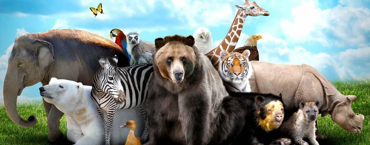 Best friend of Animals