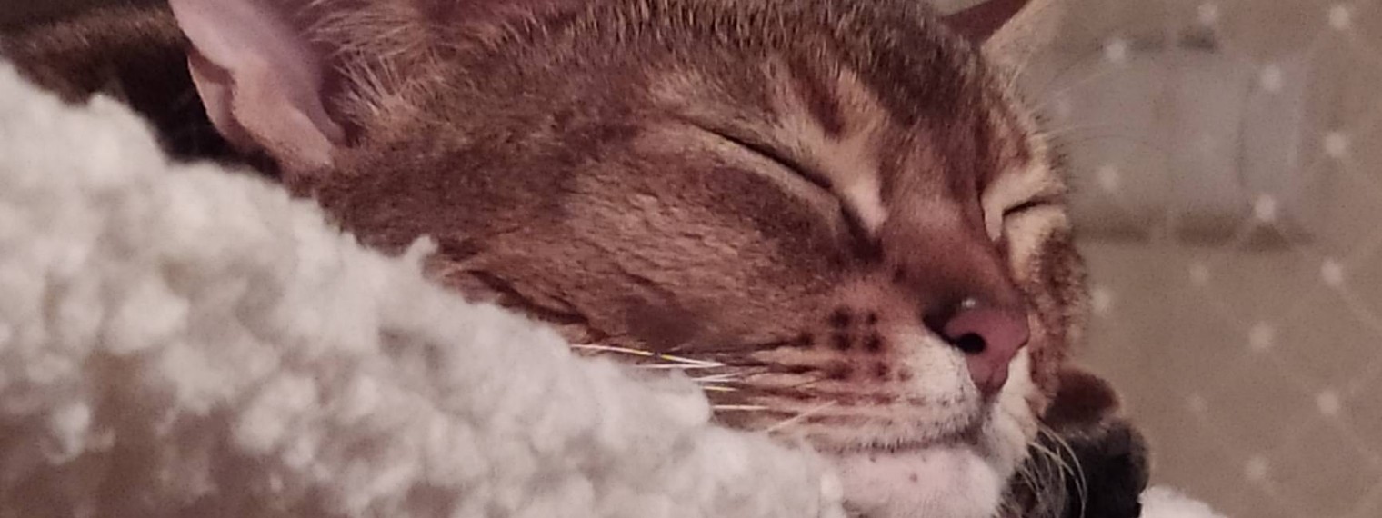 Purr