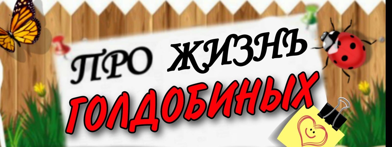Про жизнь Голдобиных!