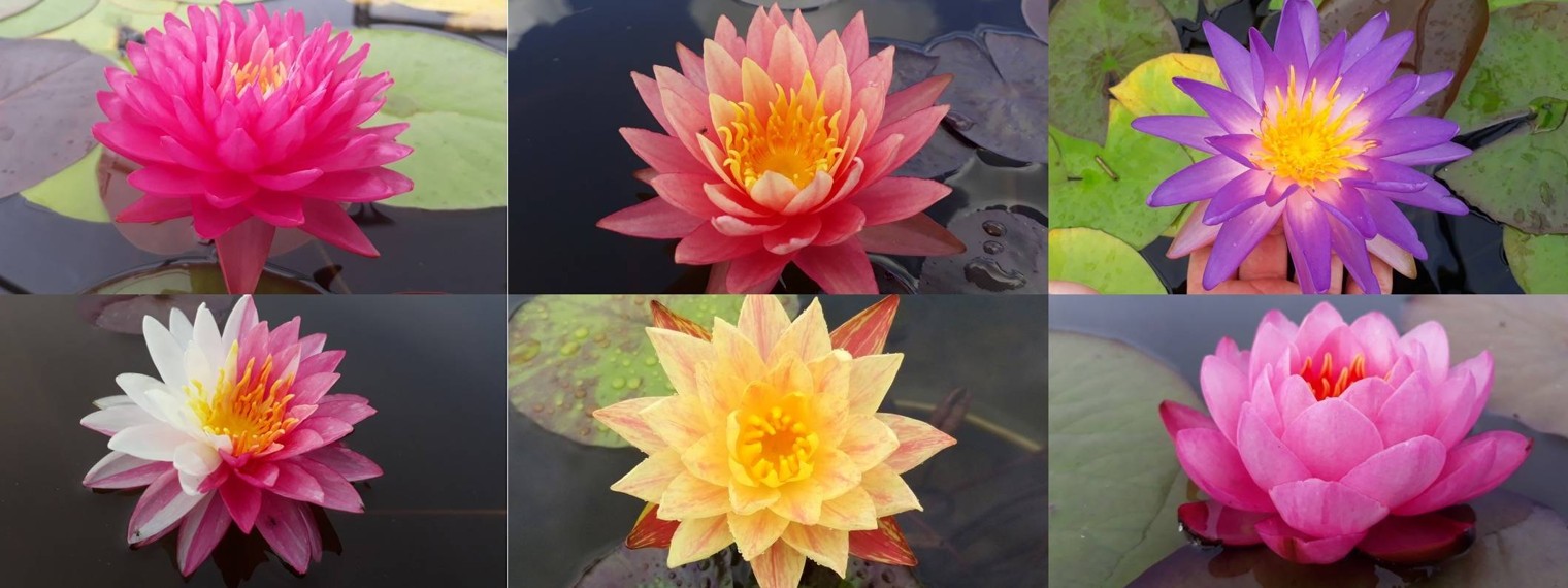 Питомник "Ваши кувшинки" vashykuvshinky.ru