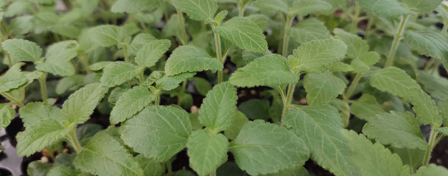 Рассада в Геленджике