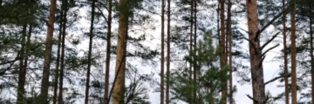 Александр Антонов