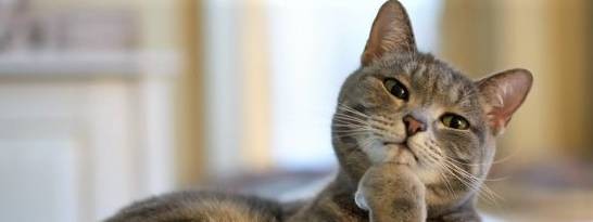 Кошки