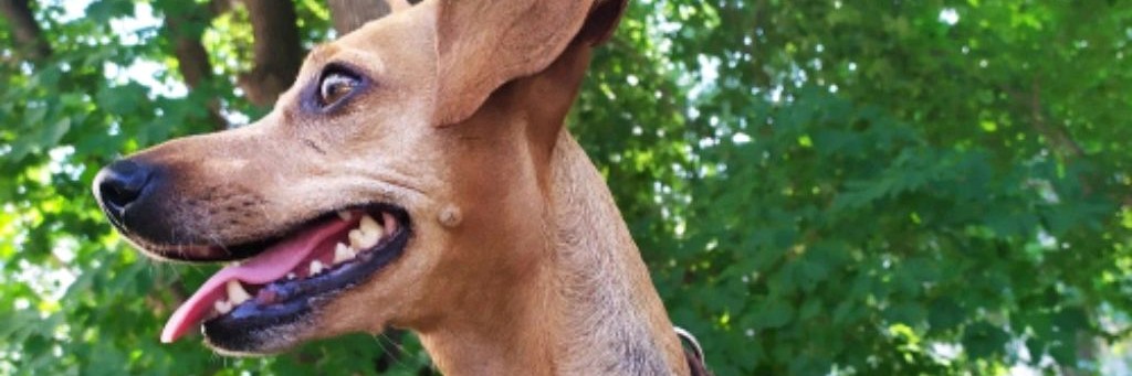 Умелые руки и Зелёные грядки