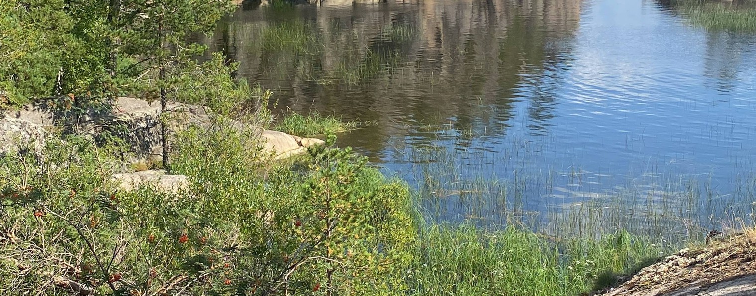 Природа, путешествия, растения