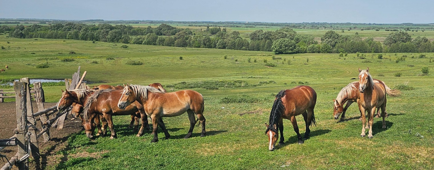 Countryside Acres In Russia