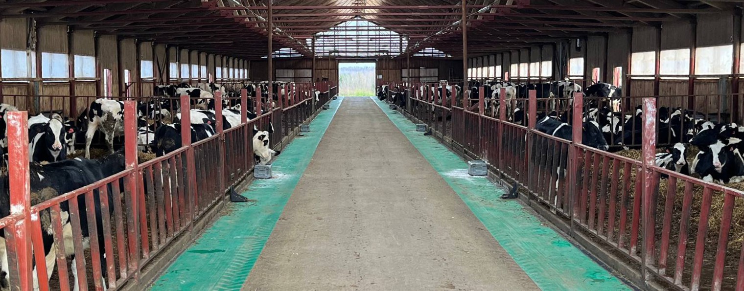 Луг Здоровья - полимерное покрытие кормового стола