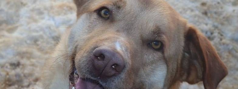Собаки из приюта