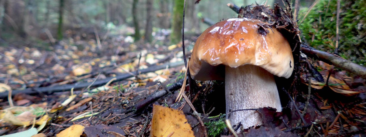 Ия Тарасенко. Природа и не только