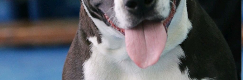 Амстафф. Офигенная Ортия.