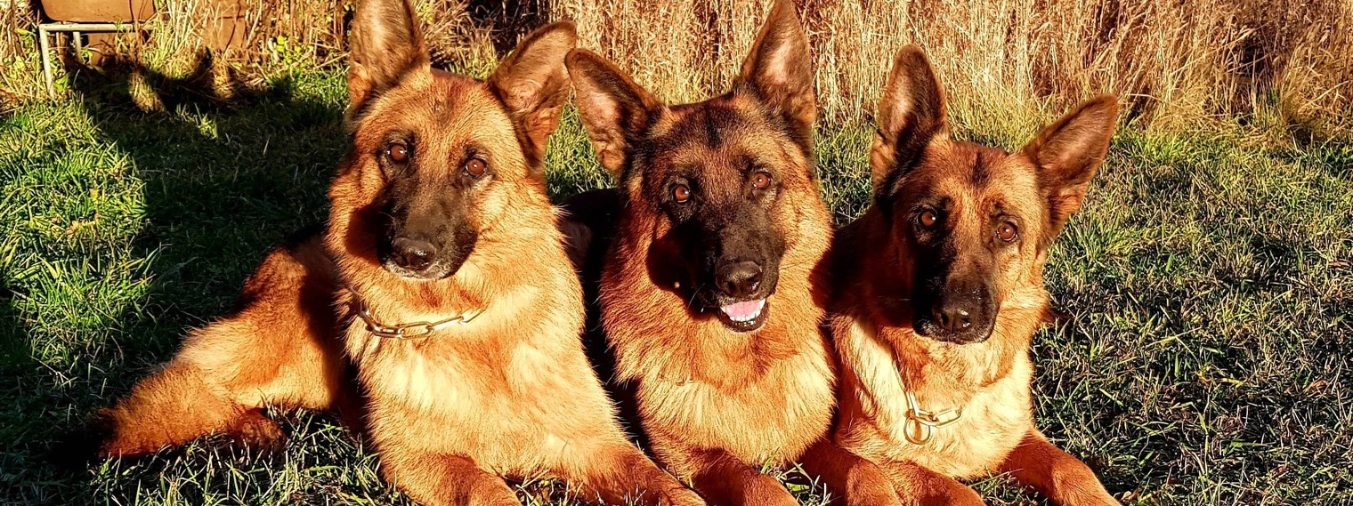 Glamour breeds kennel - питомник Гламур Брид'с