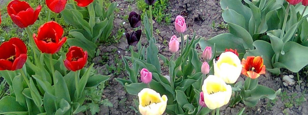 Эпизоды жизни Галина С...