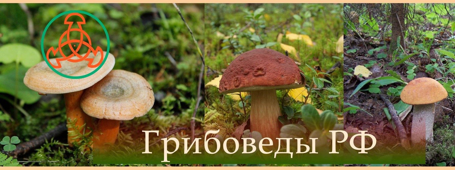 Грибоведы РФ