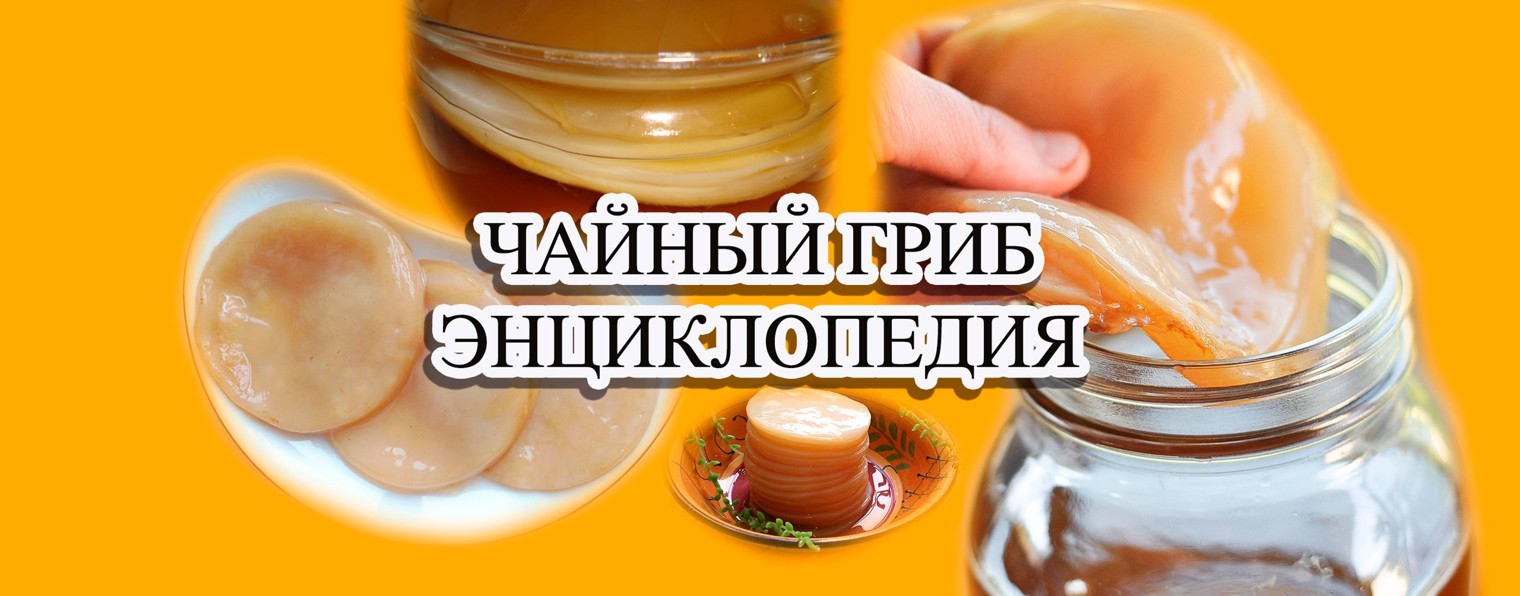 Чайный гриб Энциклопедия