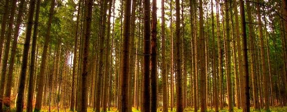 СОВУШКИНЫ СКАЗЫ