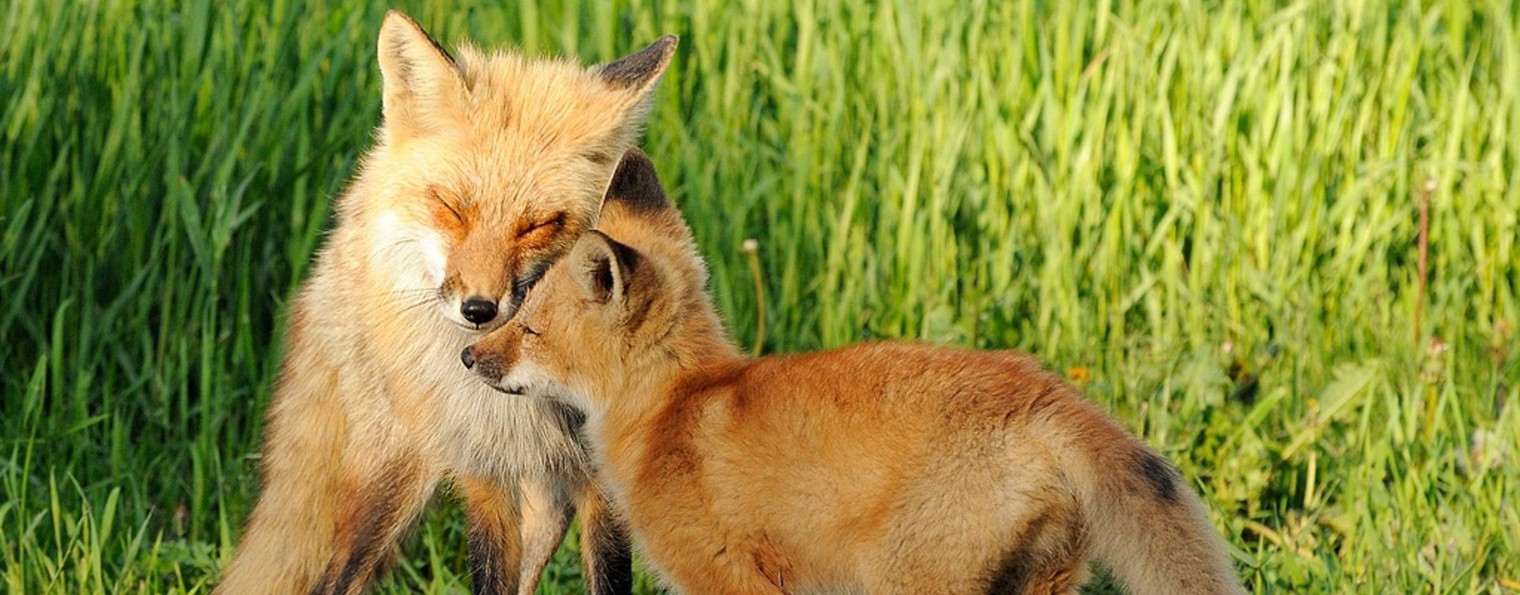 Ли Сяо. Лиса Алиса